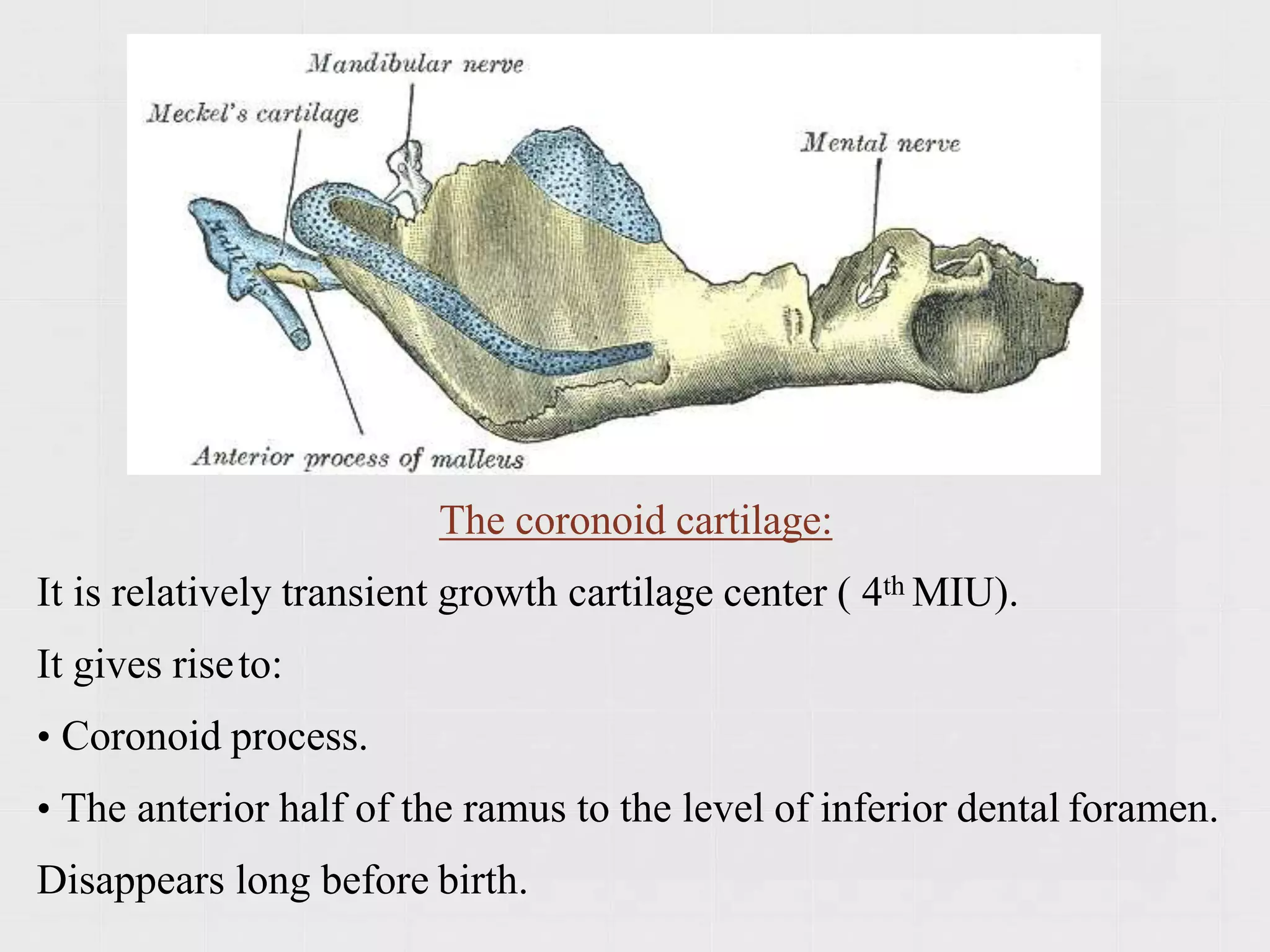 Development of mandible | PPTX