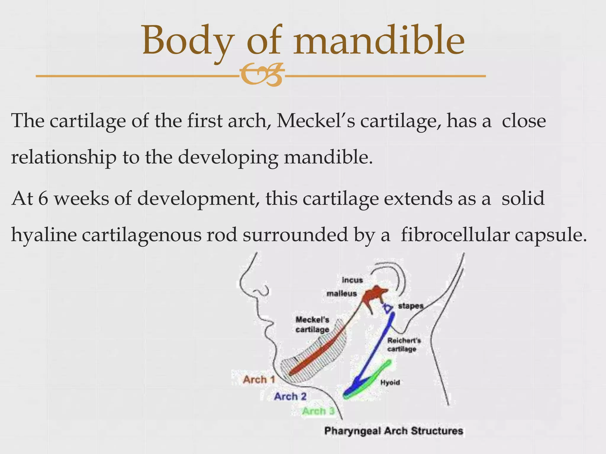 Development of mandible | PPTX