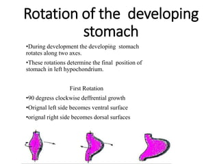 Development of-WPS Office.pptxtvvtvtvvgc | PPT