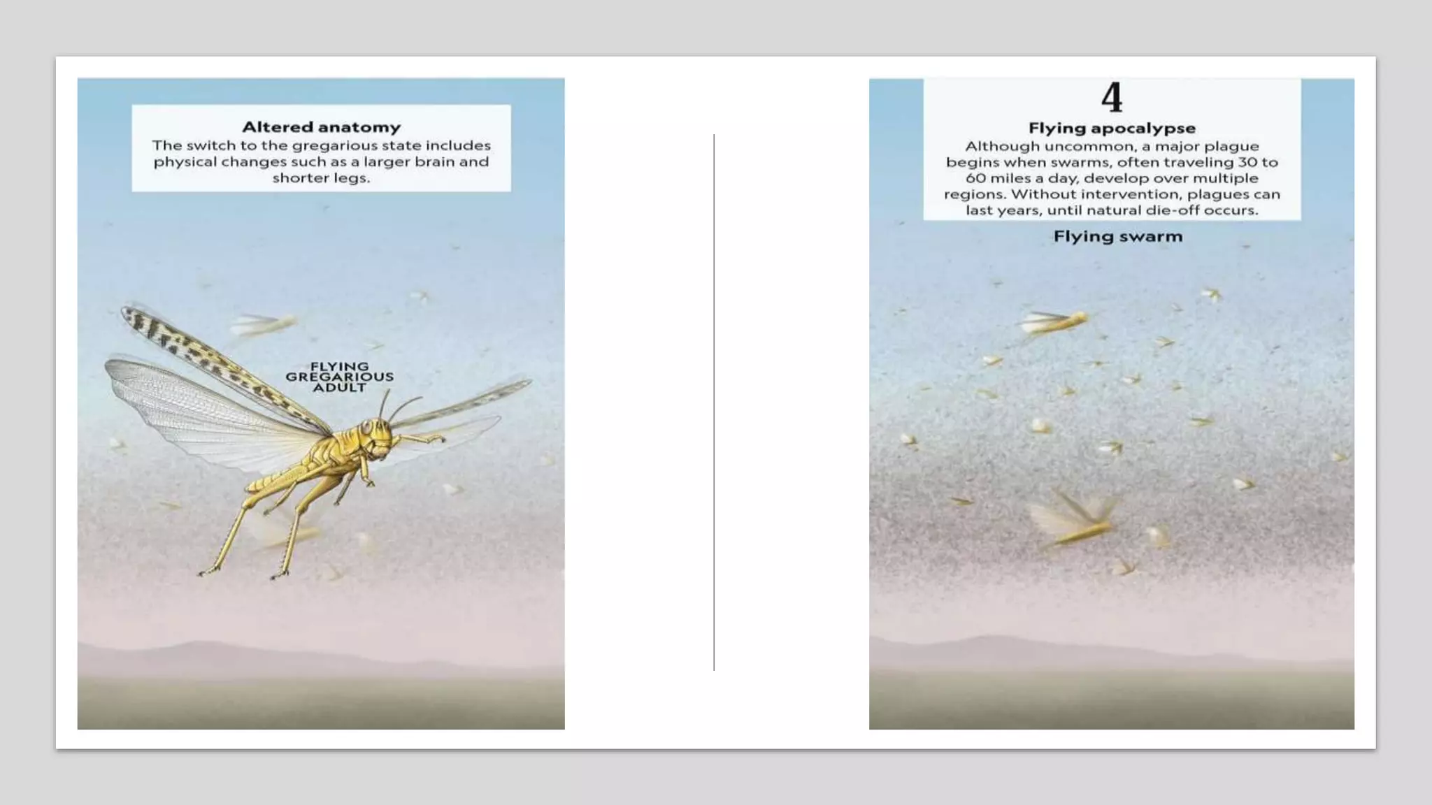 Development of a locust plague | PPTX