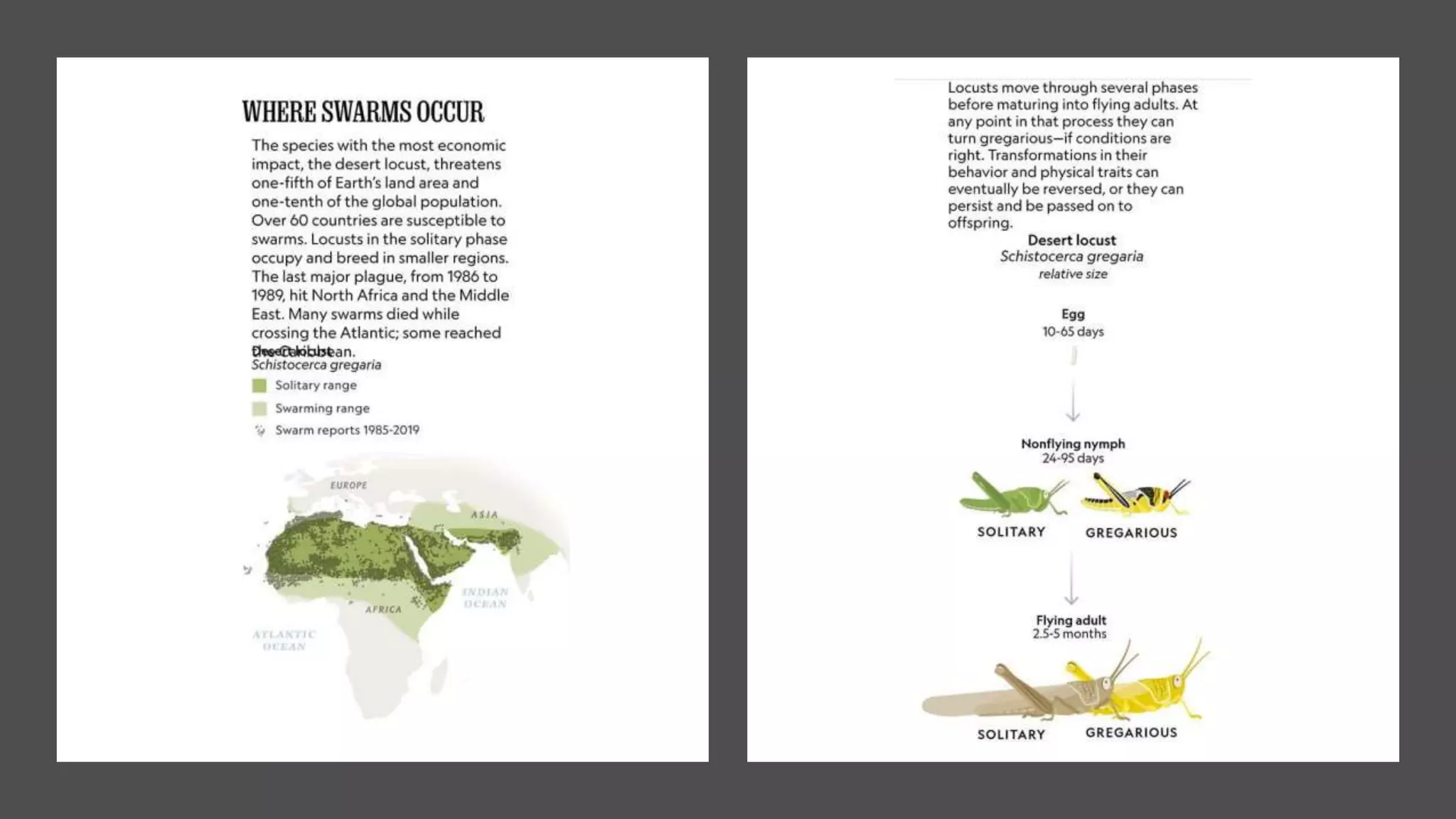 Development of a locust plague | PPTX