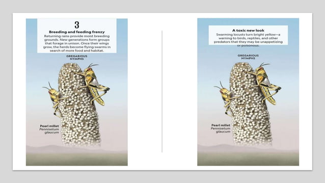 Development of a locust plague | PPT