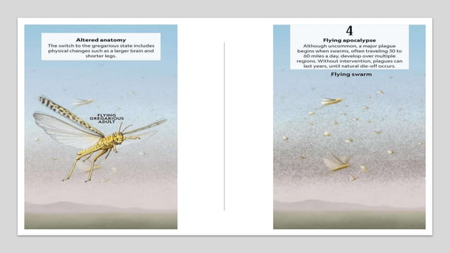 Development of a locust plague | PPTX