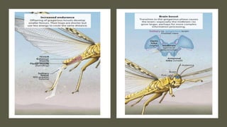 Development of a locust plague | PPT