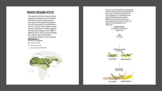 Development of a locust plague | PPT