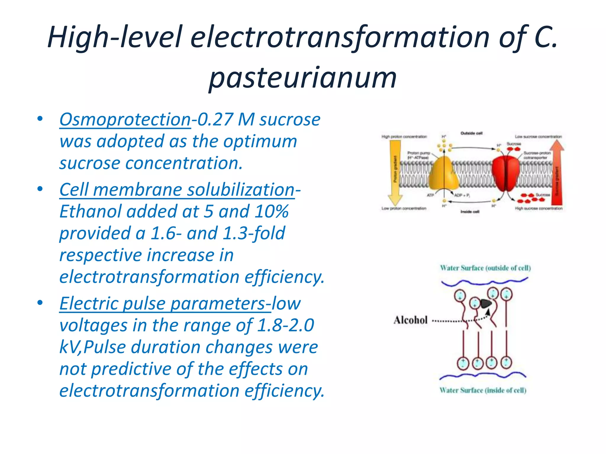 Development of an electrotransformation protocol for genetic ...