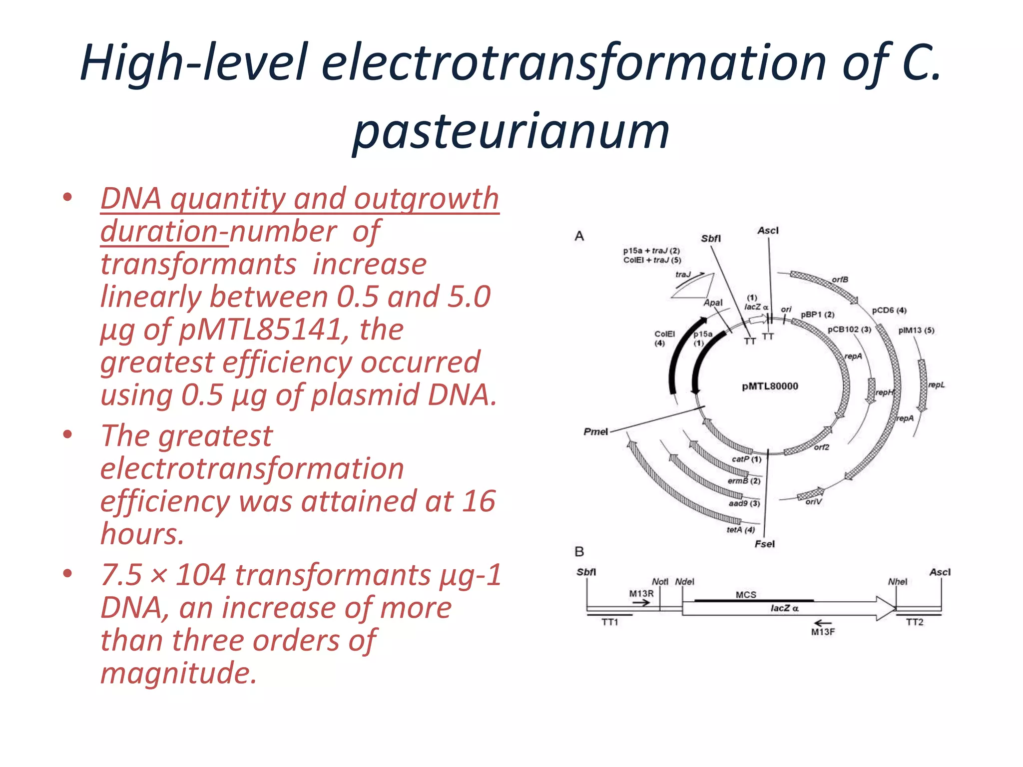 Development of an electrotransformation protocol for genetic ...