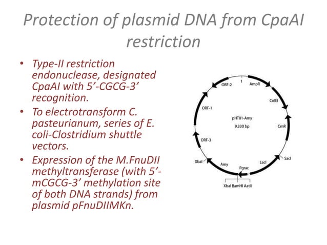 Development of an electrotransformation protocol for genetic ...