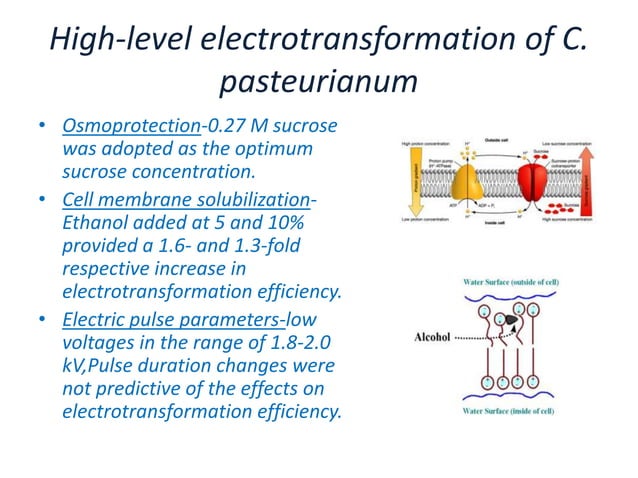 Development of an electrotransformation protocol for genetic ...