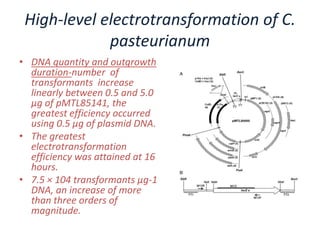 Development of an electrotransformation protocol for genetic ...