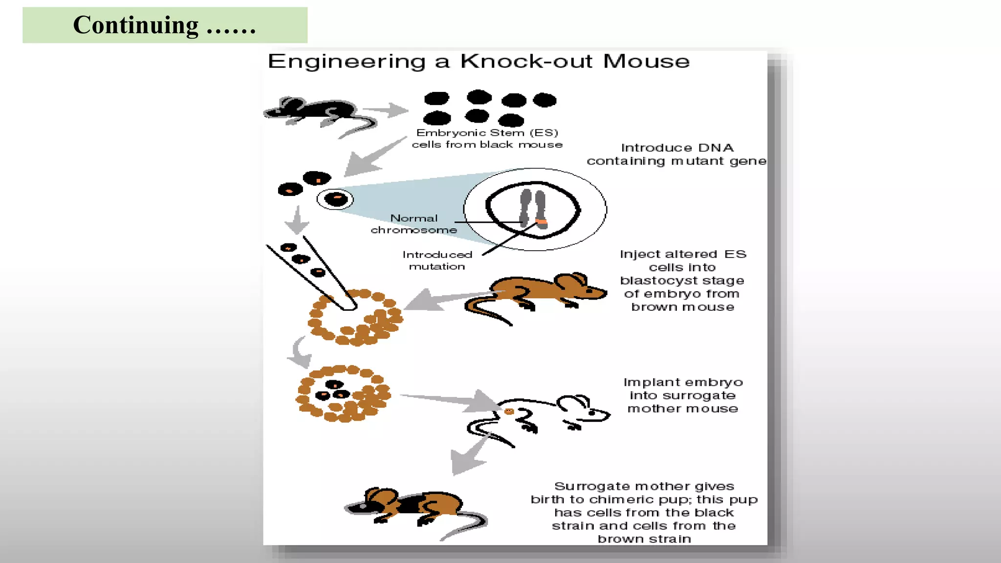 Development of animal model (Knockout Mice) | PPTX