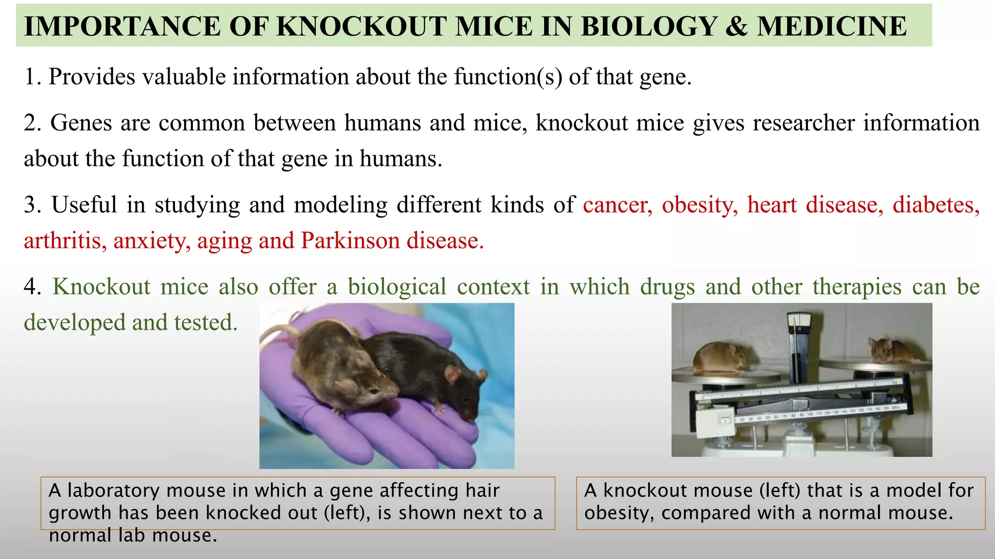 Development of animal model (Knockout Mice) | PPTX