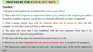 Development of animal model (Knockout Mice) | PPTX