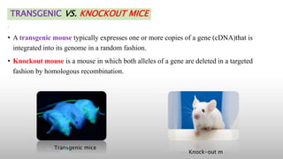Development of animal model (Knockout Mice) | PPTX
