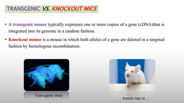 Development of animal model (Knockout Mice) | PPTX