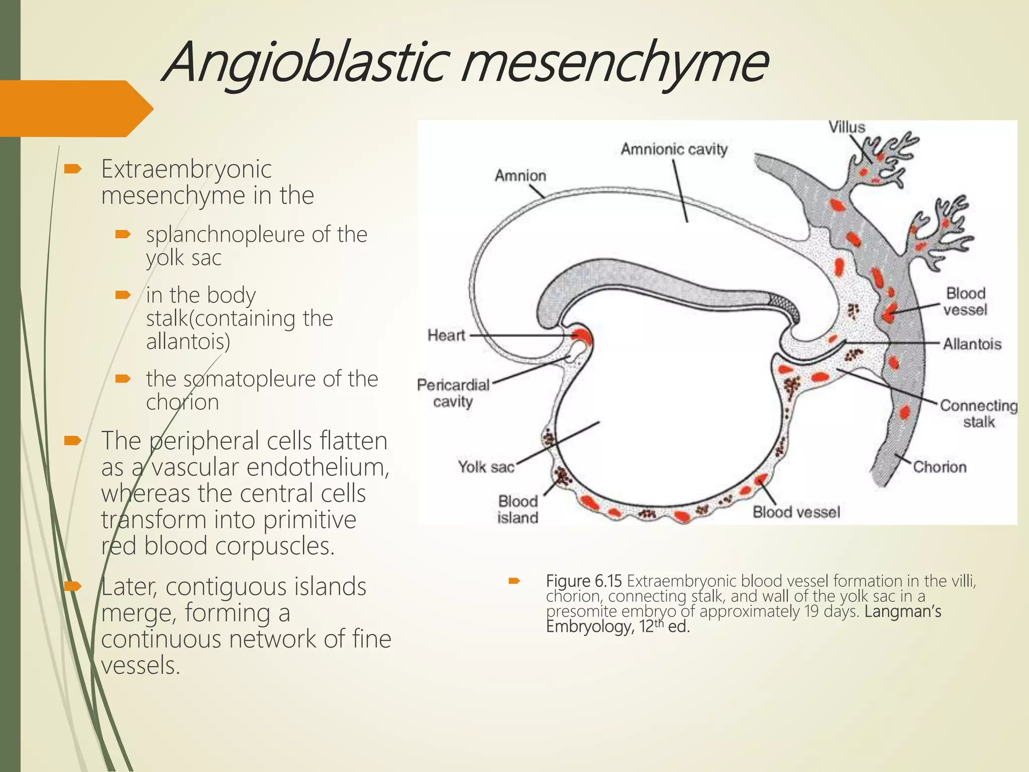 Development of Arteries | PPTX