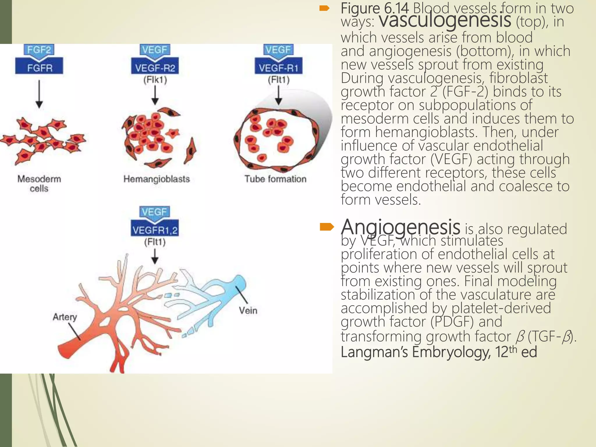 Development of Arteries | PPTX