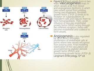 Development of Arteries | PPTX