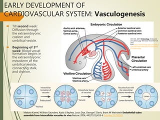 Development of Arteries | PPTX
