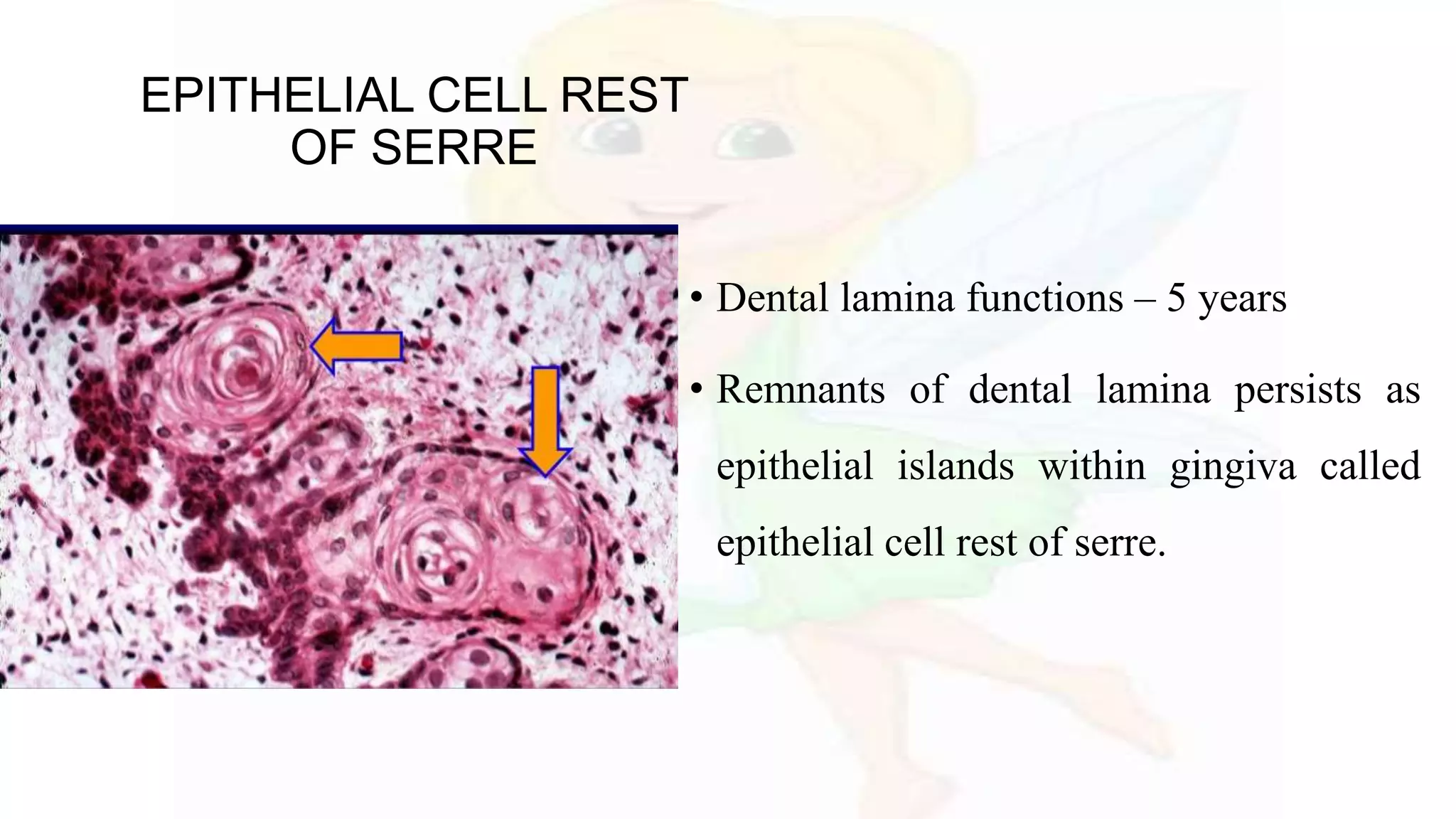 Development of a teeth part i | PPTX