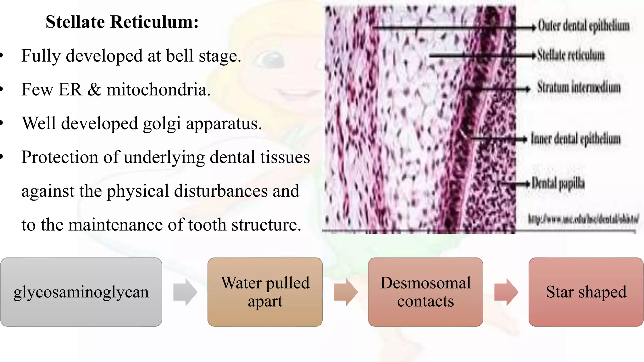 Development of a teeth part i | PPTX
