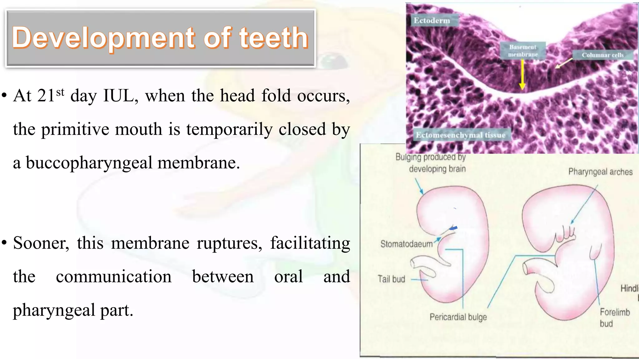 Development of a teeth part i | PPTX