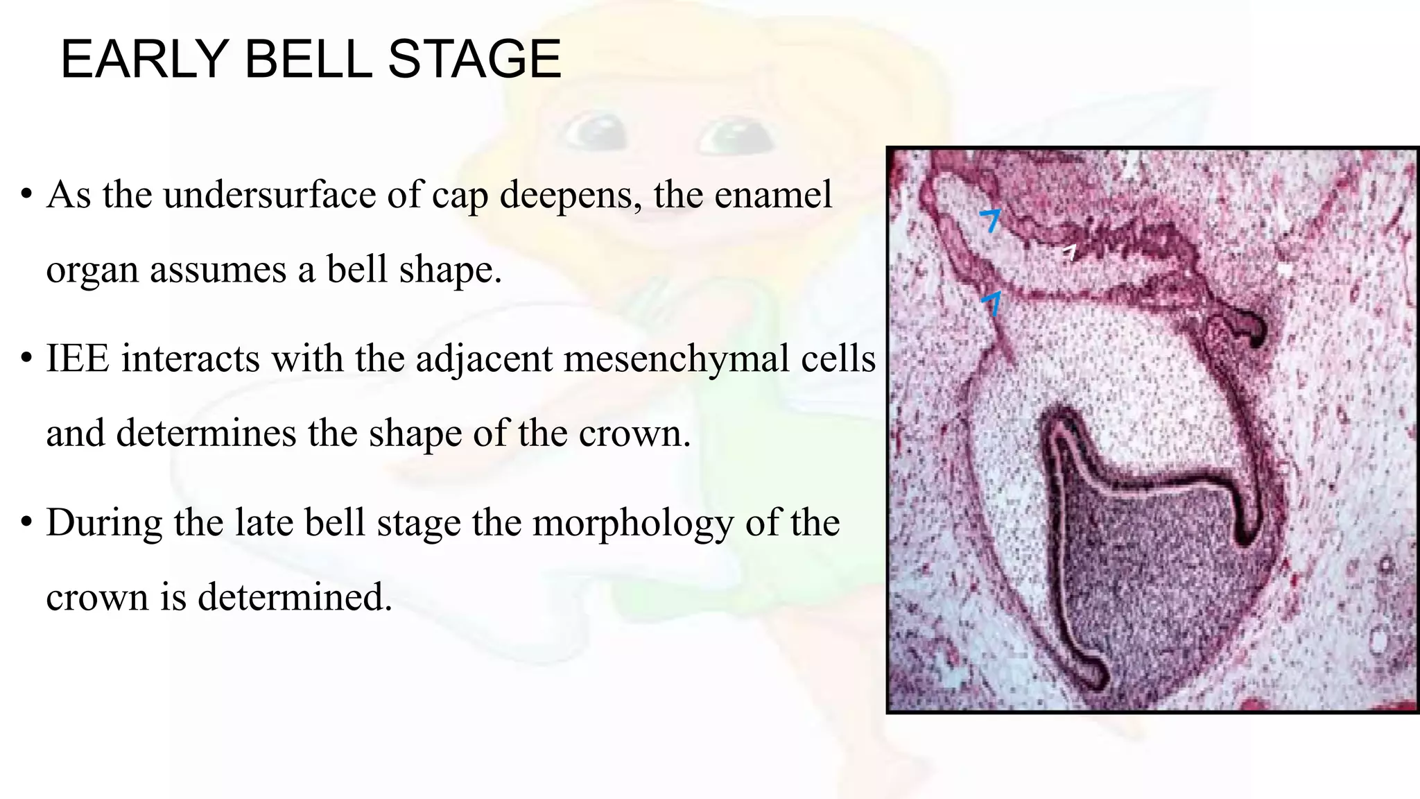 Development of a teeth part i | PPTX