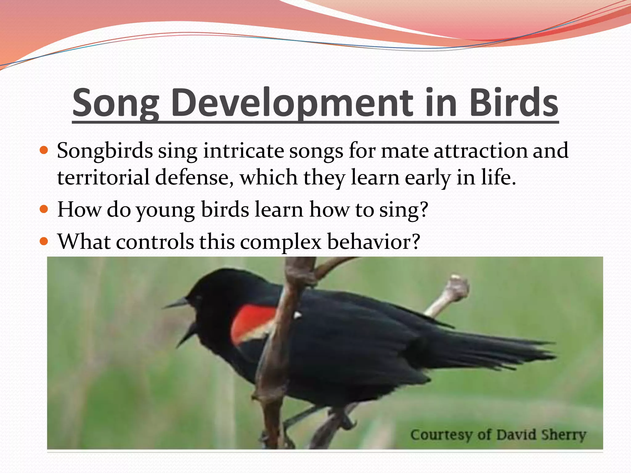 Development of Behavior .pptx