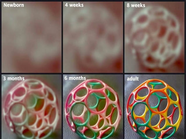 Development_of_BinocularVision.pdf