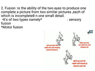 Development_of_BinocularVision.pdf