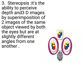 Development_of_BinocularVision.pdf