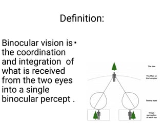 Development_of_BinocularVision.pdf