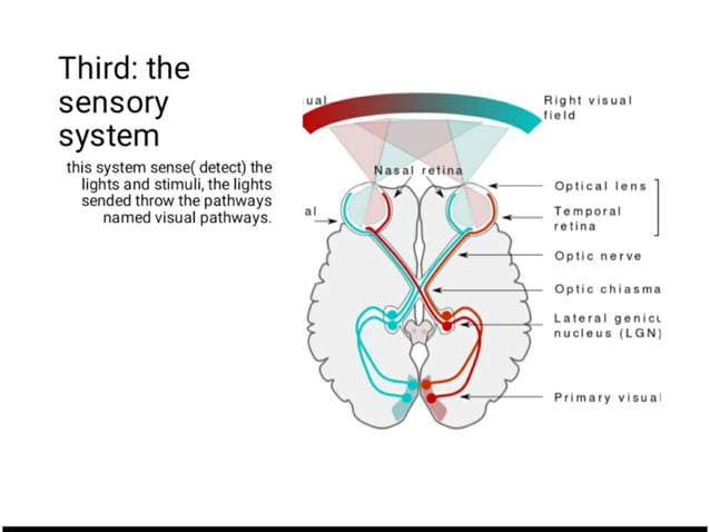 Development_of_BinocularVision.pdf
