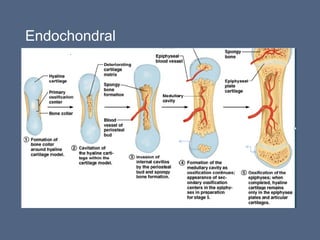 DEVELOPMENT OF BONE.pptx and embryology to | PPTX