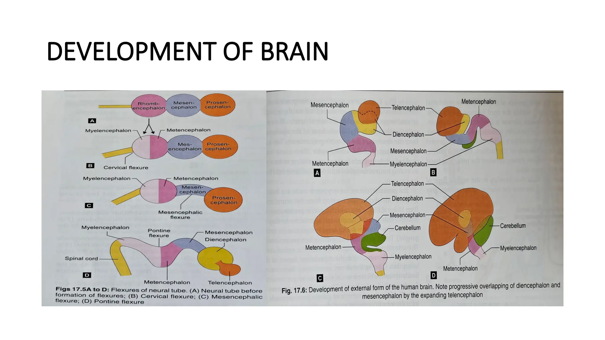 development of brain and defects ass.pptx