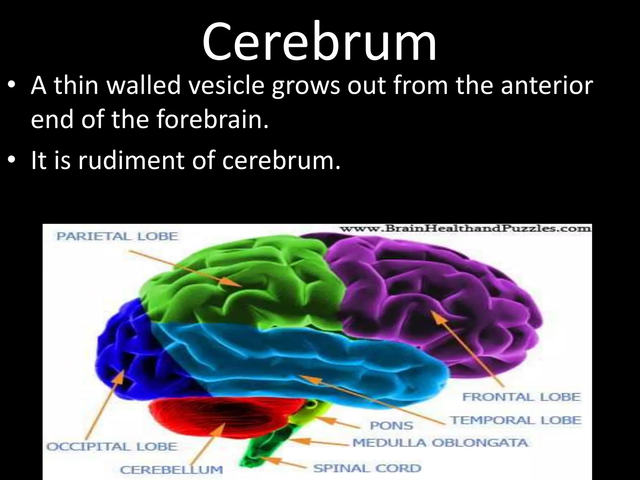Development of brain and eye | PPTX