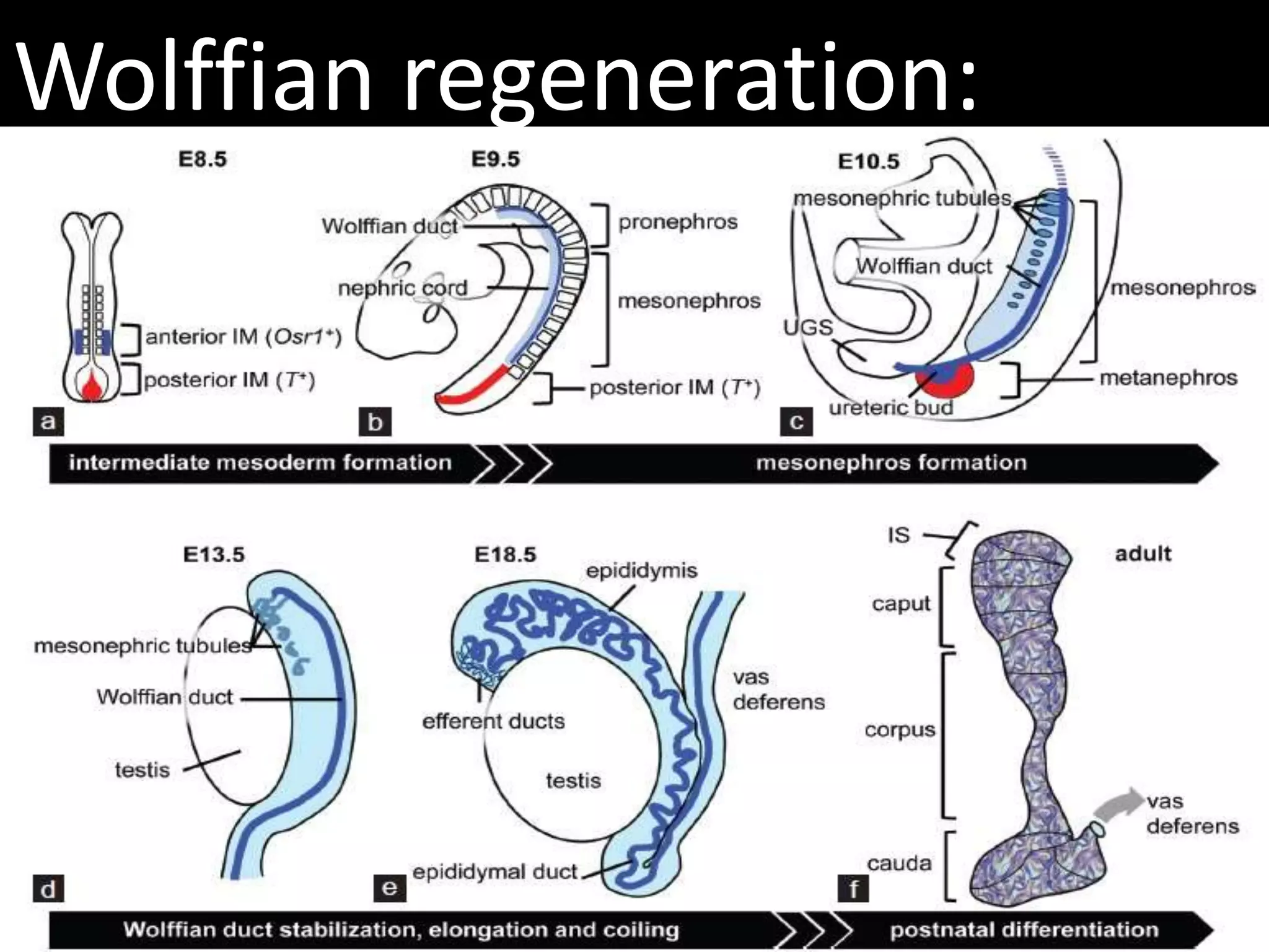Development of brain and eye | PPTX