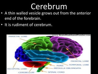 Development of brain and eye | PPTX