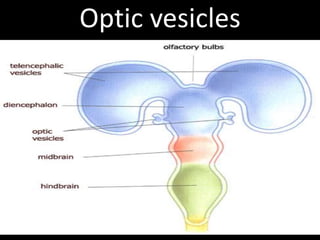 Development of brain and eye | PPTX