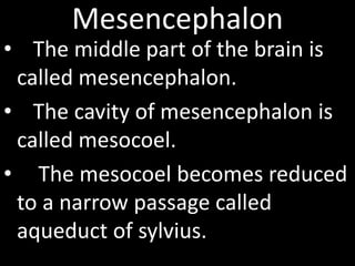 Development of brain and eye | PPTX
