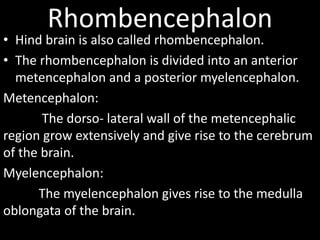 Development of brain and eye | PPTX
