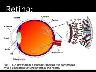 Development of brain and eye | PPTX