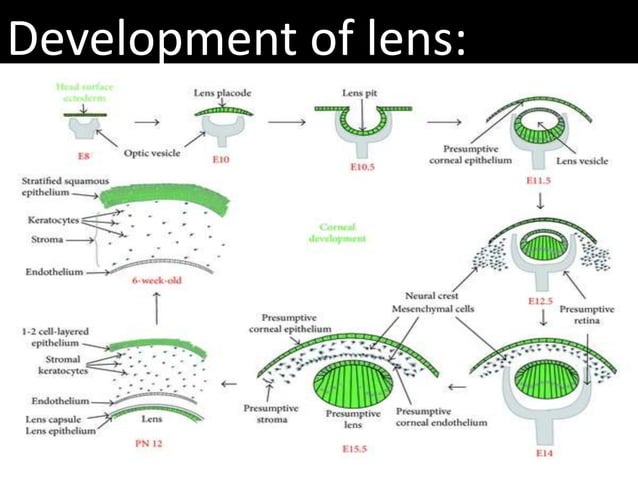 Development of brain and eye | PPT