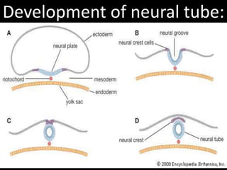 Development of brain and eye | PPTX