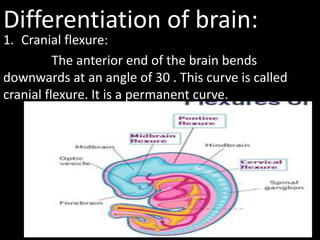 Development of brain and eye | PPTX