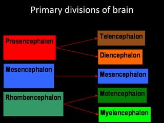 Development of brain and eye | PPTX