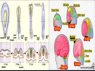 Development of brain and eye | PPTX