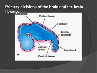 Development of brainstem by DR.ARSHAD | PPTX