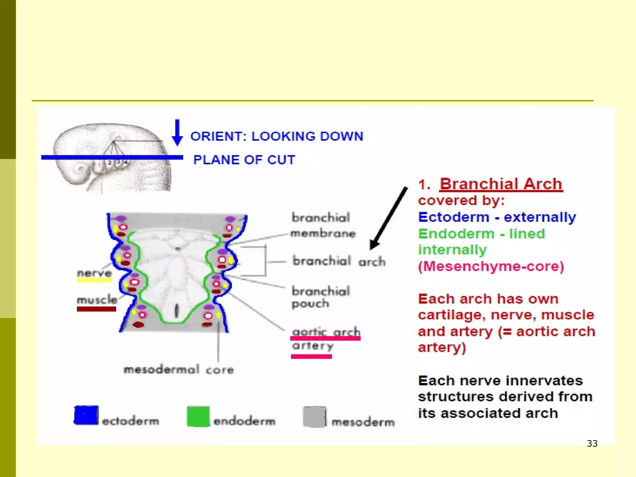 Developmentof branchial arches 23 0ct 2011 | PPT