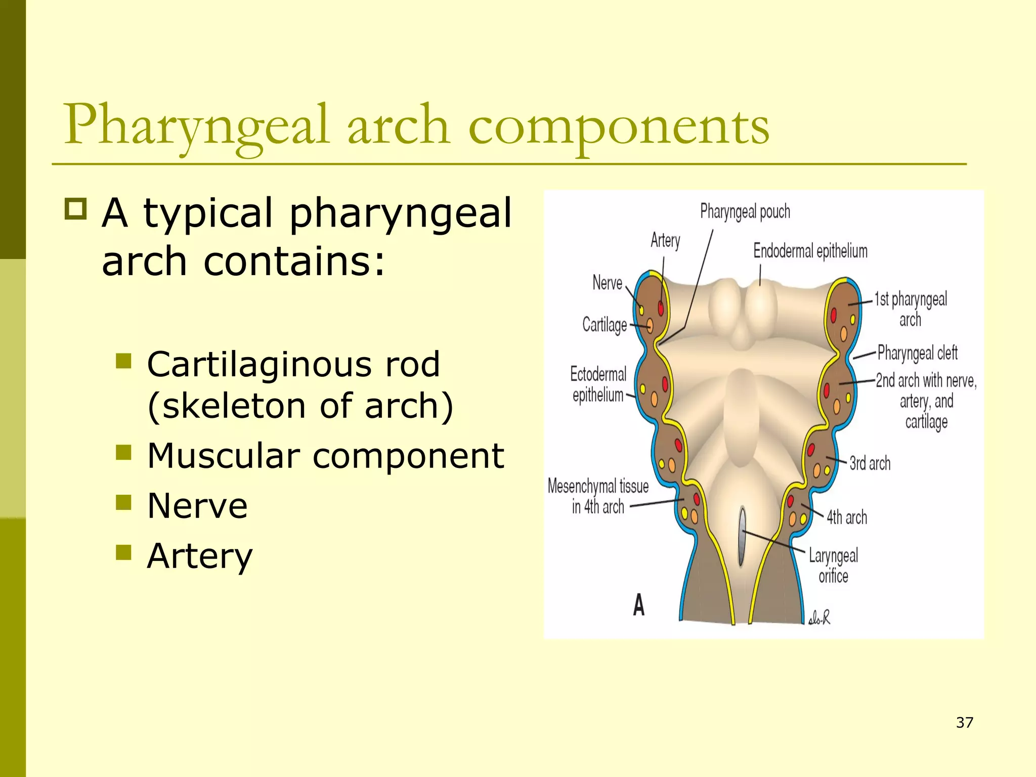 Developmentof branchial arches 23 0ct 2011 | PPT